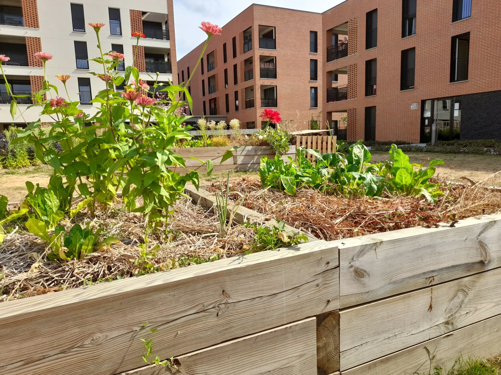 Les Jardins partagés sur nos résidences | Eclisse Promotion